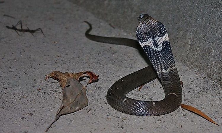 How Many Types Of Cobras Are There Which Species Are Most Venomous