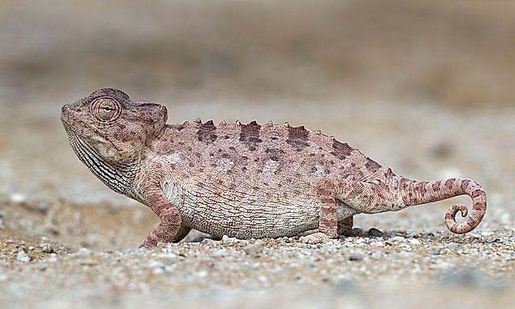 Native Reptiles Of Angola - WorldAtlas.com