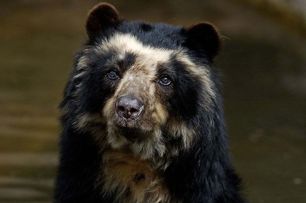 All About The Spectacled Bear, South America's Only Bear Species ...