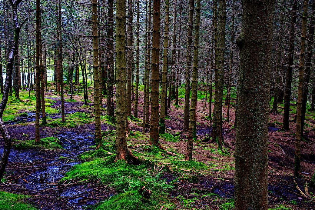 The World's Most Forested Countries - WorldAtlas.com