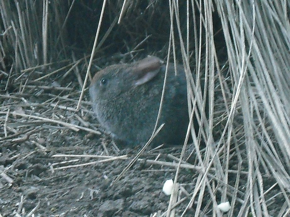 Volcano Rabbit Facts: Animals of North America - WorldAtlas.com