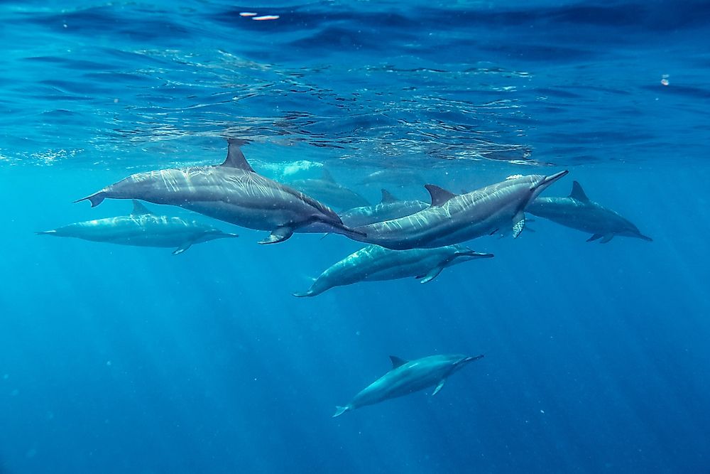 How Many Different Types of Dolphins Are There? - WorldAtlas.com