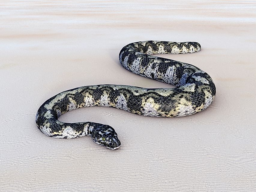 Was Gigantophis the Largest Snake That Ever Lived? - WorldAtlas.com