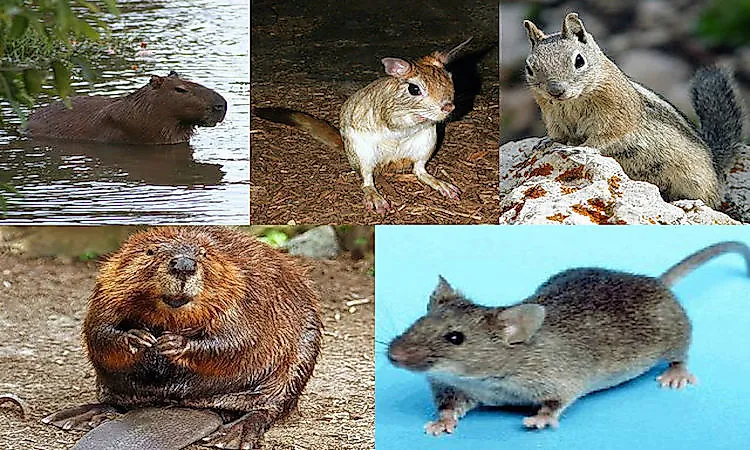 What Are Rodents? - WorldAtlas.com