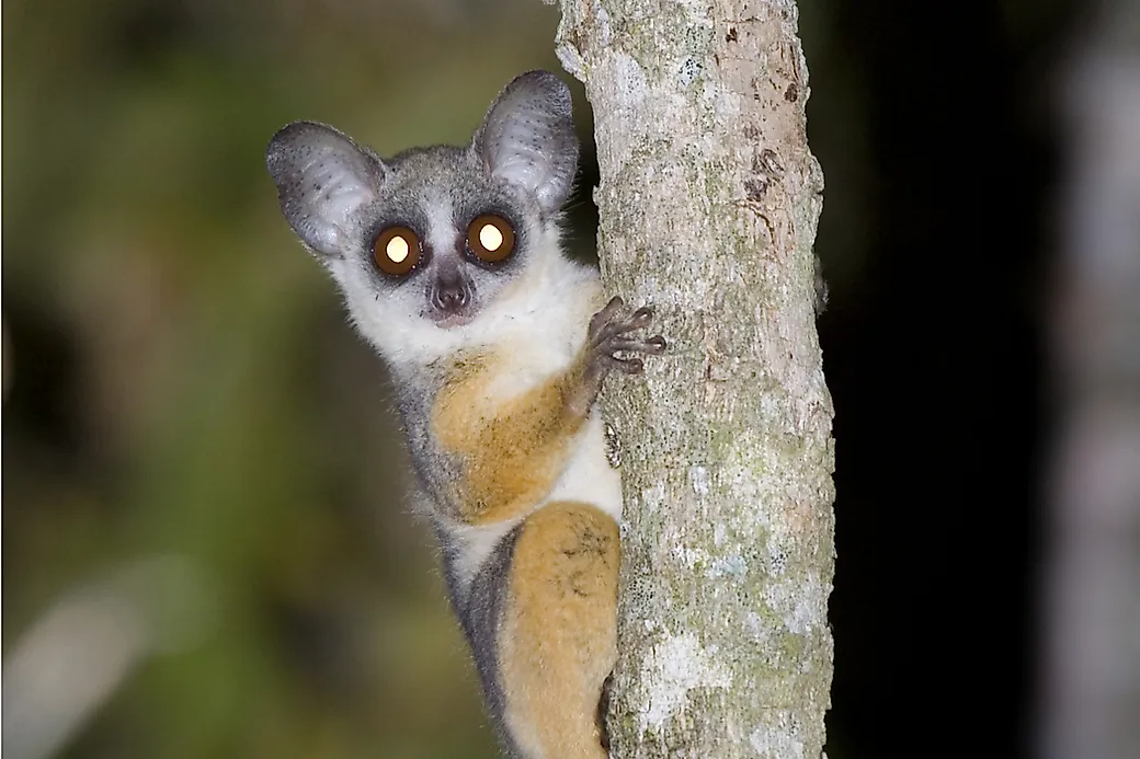 Unique Species Of Africa: Senegal Bushbaby - WorldAtlas.com