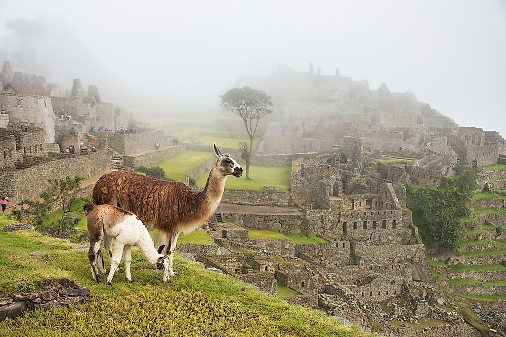 Where Do Llamas Live? - WorldAtlas.com