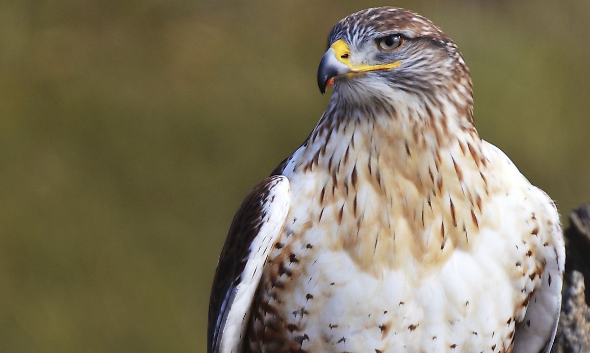 Ferruginous Hawk: Animals of North America - WorldAtlas.com
