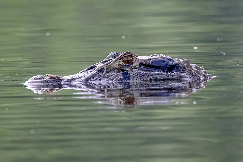 What Are The Differences Between A Caiman And An Alligator ...