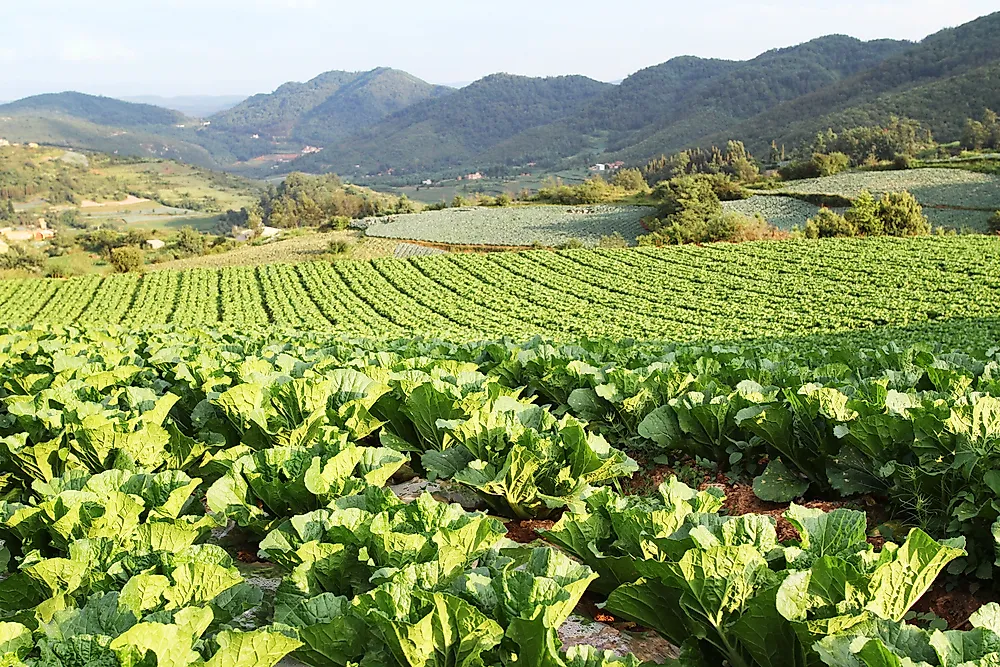 Top Asian Countries For Organic Farming - WorldAtlas.com