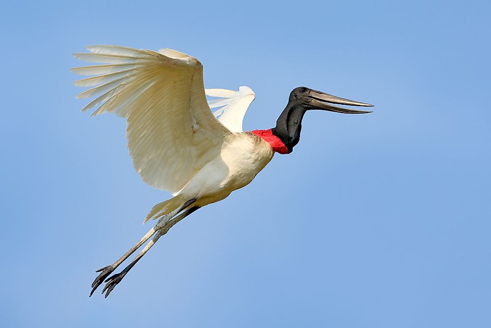 How Many Species of Storks Are There? - WorldAtlas.com