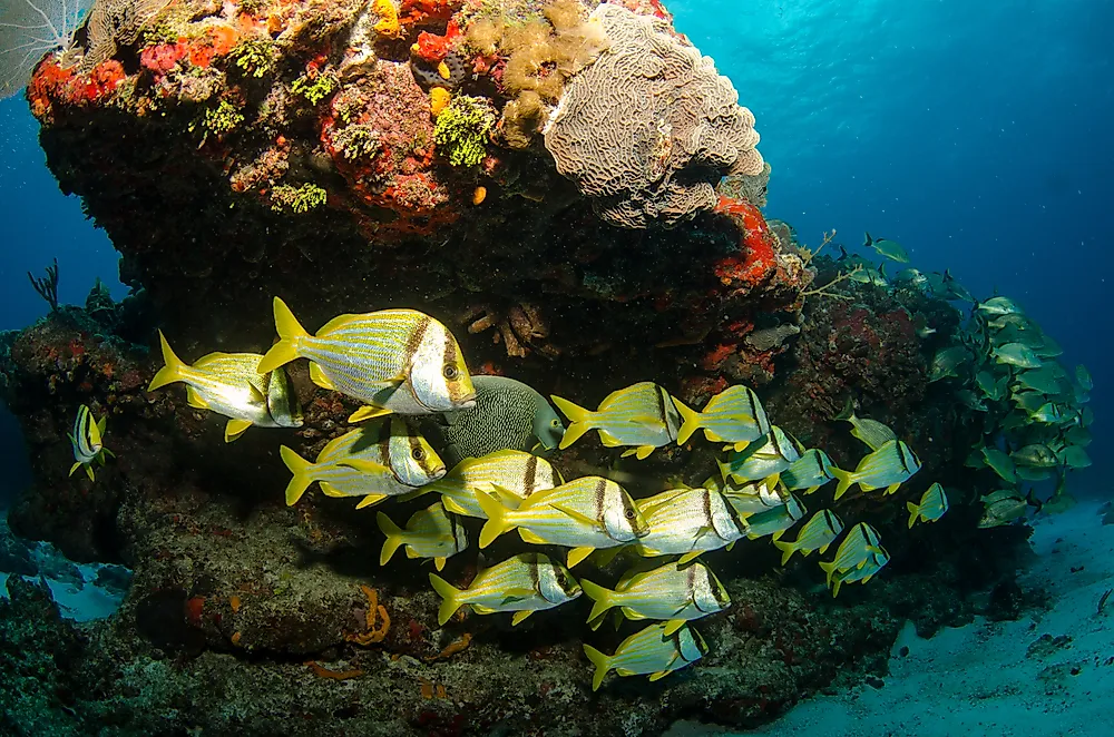 Where Is The Mesoamerican Barrier Reef System Located? - WorldAtlas.com