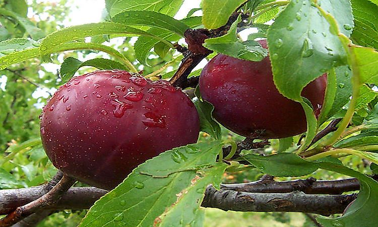 The Leading Producers Of Plum In The World - WorldAtlas.com