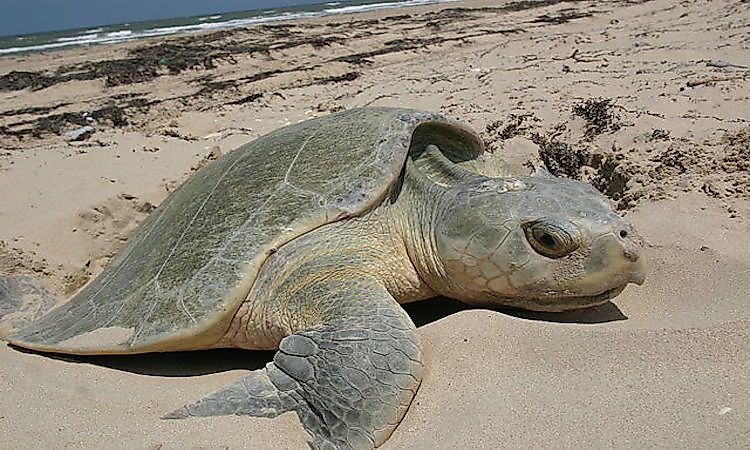 Threatened Reptiles Of The United States - WorldAtlas.com