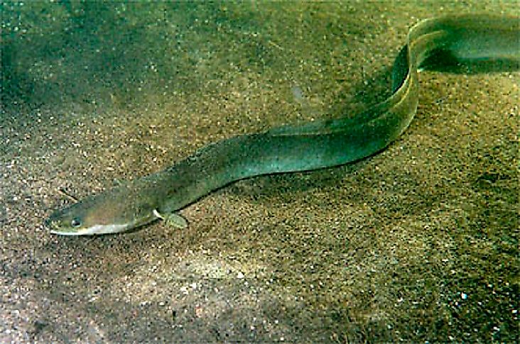 Seafood To Avoid Eating To Save Marine Species - WorldAtlas.com