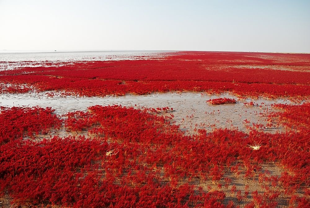 Panjin Red Beach, China – Unique Places In The World - WorldAtlas.com