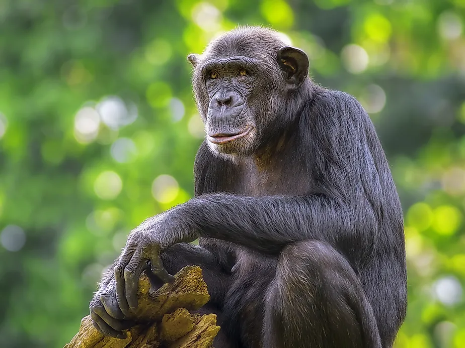 Angola's Endangered Mammals - WorldAtlas.com