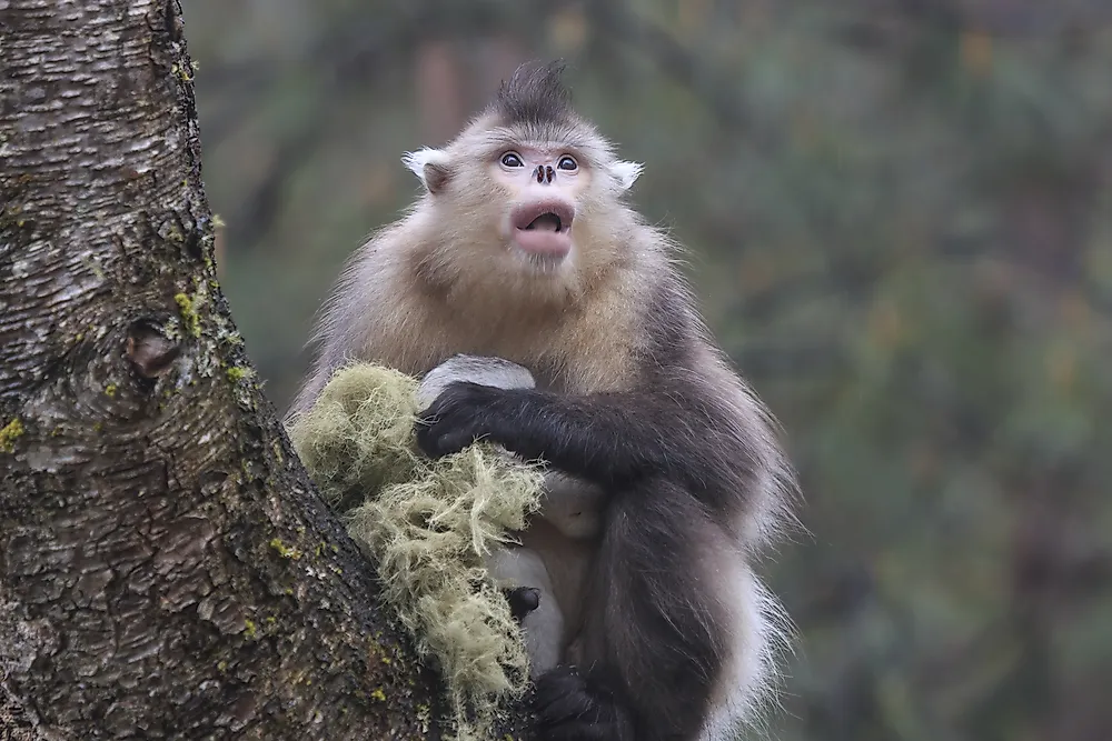 Tonkin Snub-Nosed Monkey - Animals of the World - WorldAtlas.com