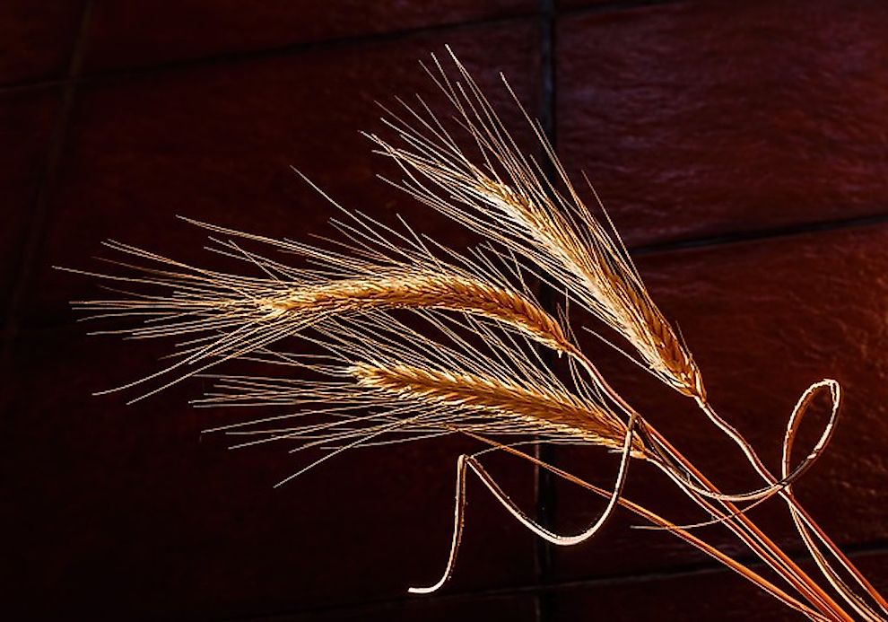 The Leading Barley Producing Countries In The World - WorldAtlas.com