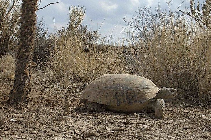 Native Reptiles Of Mexico - WorldAtlas.com
