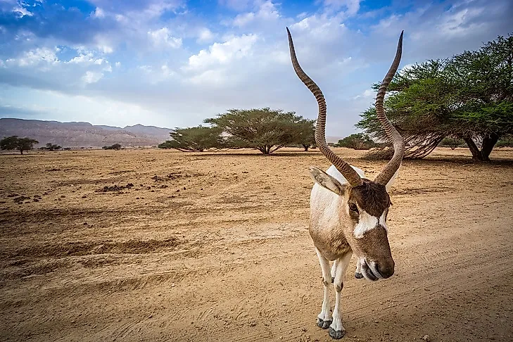 Addax Antelopes - Animals Of The Sahara Desert - WorldAtlas.com