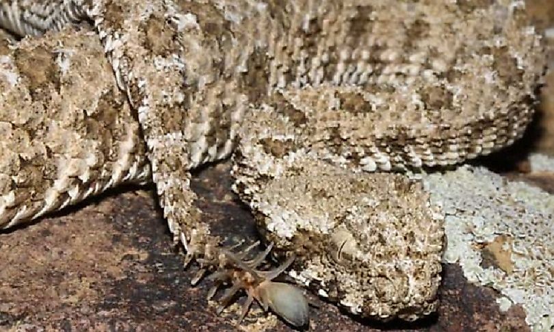 Native Reptiles Of Iran - WorldAtlas.com