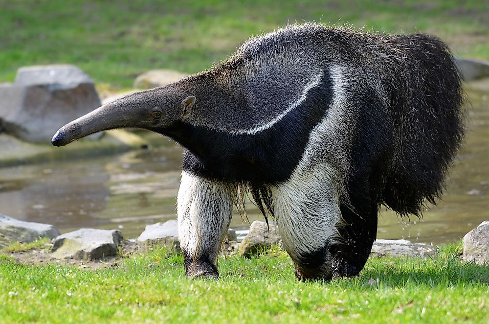 The Four Types of Anteaters - WorldAtlas.com