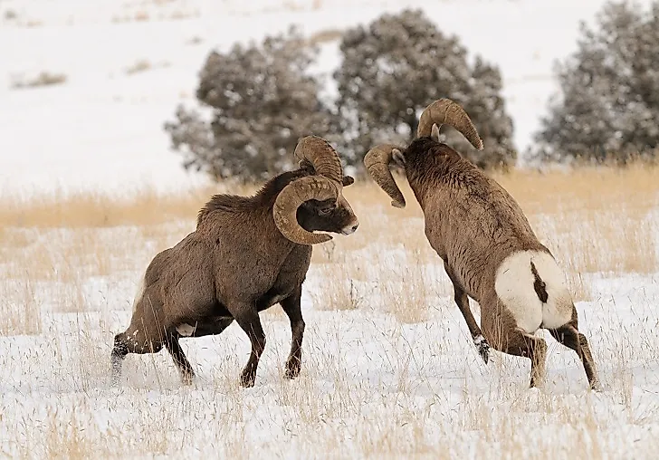 Bighorn Sheep Facts: Animals of North America - WorldAtlas.com
