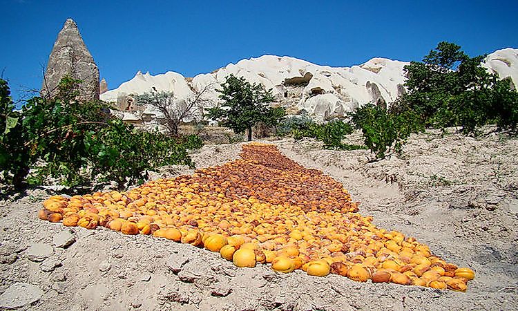 The World's Top Apricot Producing Countries - WorldAtlas.com