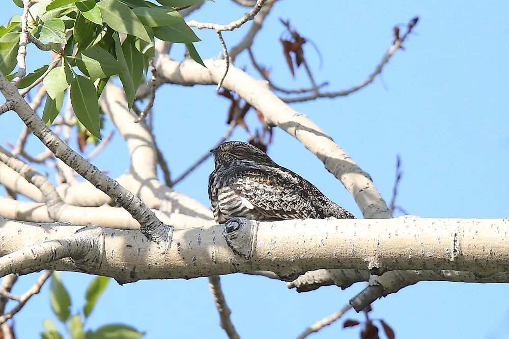 What Is Torpor? - WorldAtlas.com