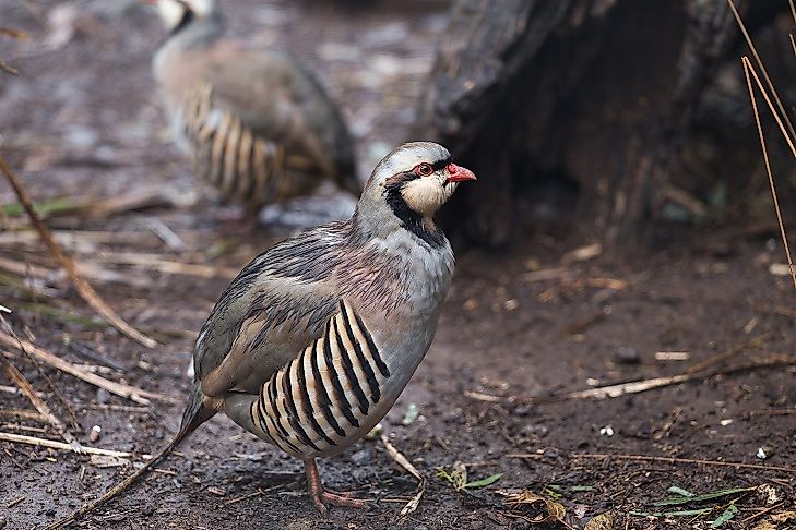 Pakistan's Native Bird Species - WorldAtlas.com