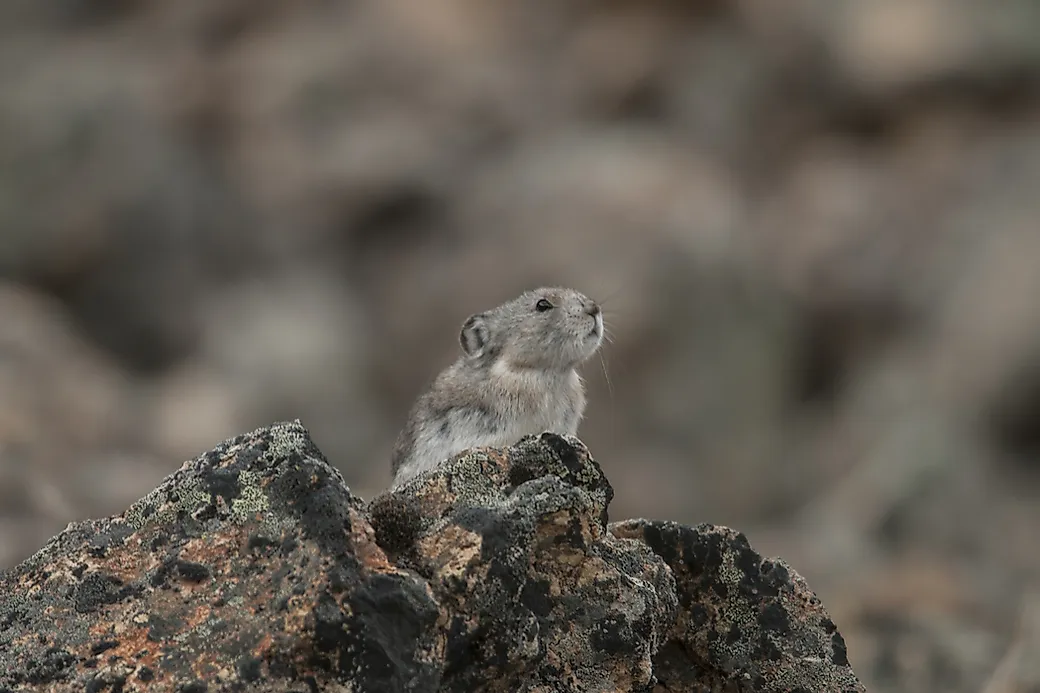 Collared Pika Facts - Animals of North America - WorldAtlas.com