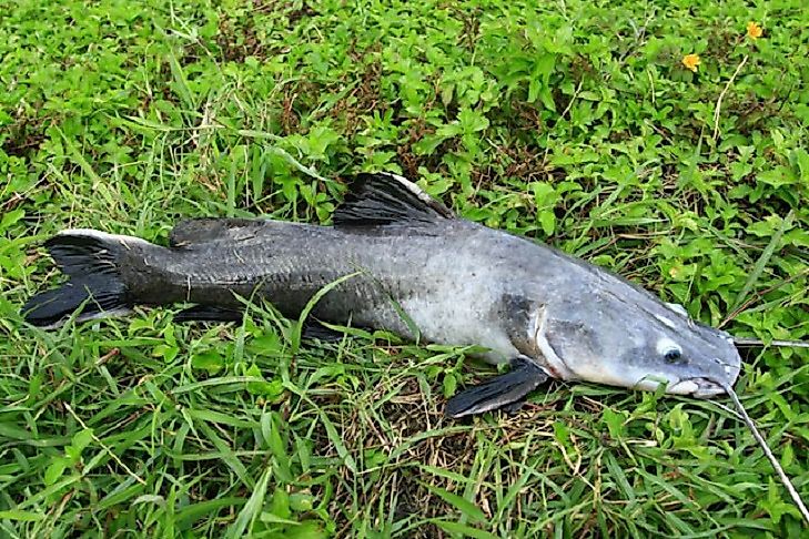 Native Fish Species Of India Worldatlascom Native Fish Of Venezuela ...