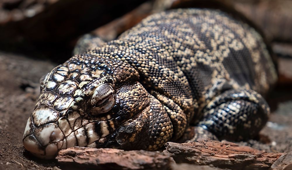 What Is Brumation? - WorldAtlas.com