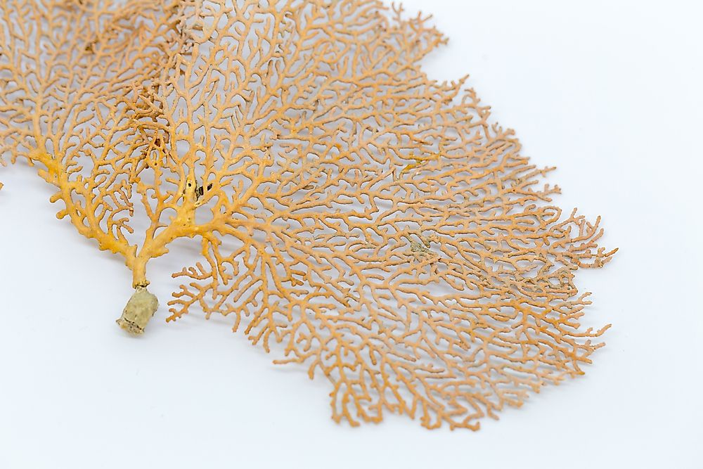 What Are Cnidarians? - WorldAtlas.com