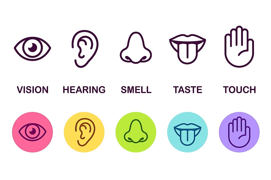 What Are The Five Senses WorldAtlas