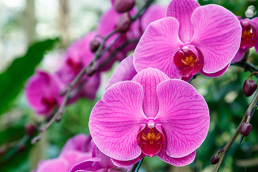 What Is A Monocot WorldAtlas