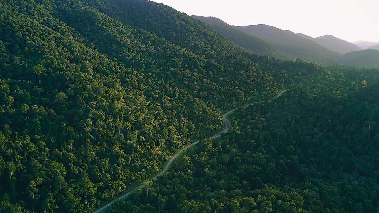 The Four Main Layers Of A Rainforest