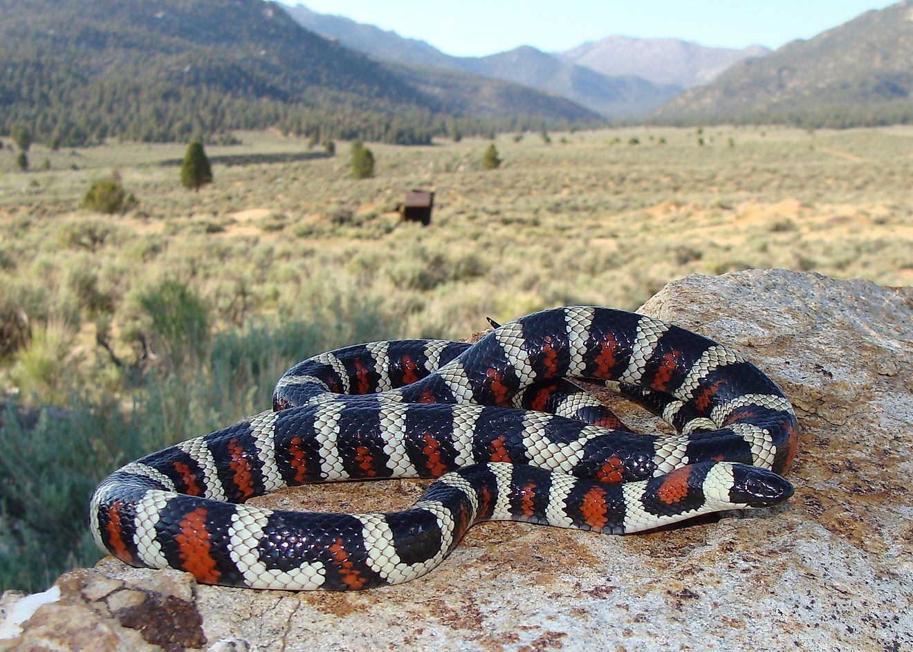 6 Snakes You Might Spot in Yosemite National Park