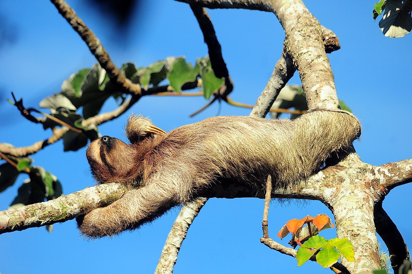 Sloth Sleeping In Tree