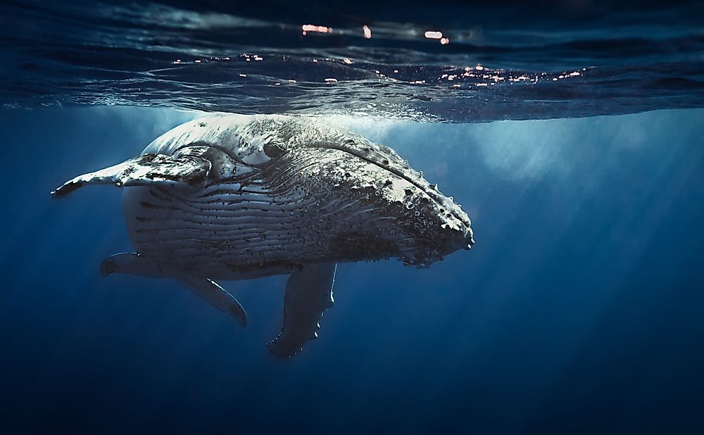 How Many Different Types of Whales Are There? - WorldAtlas