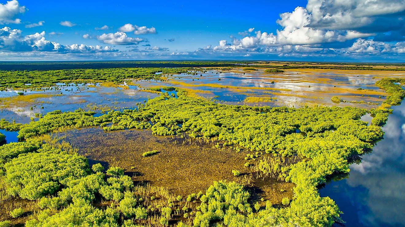 Everglades National Park Echoes With Alligator Choruses at Dusk