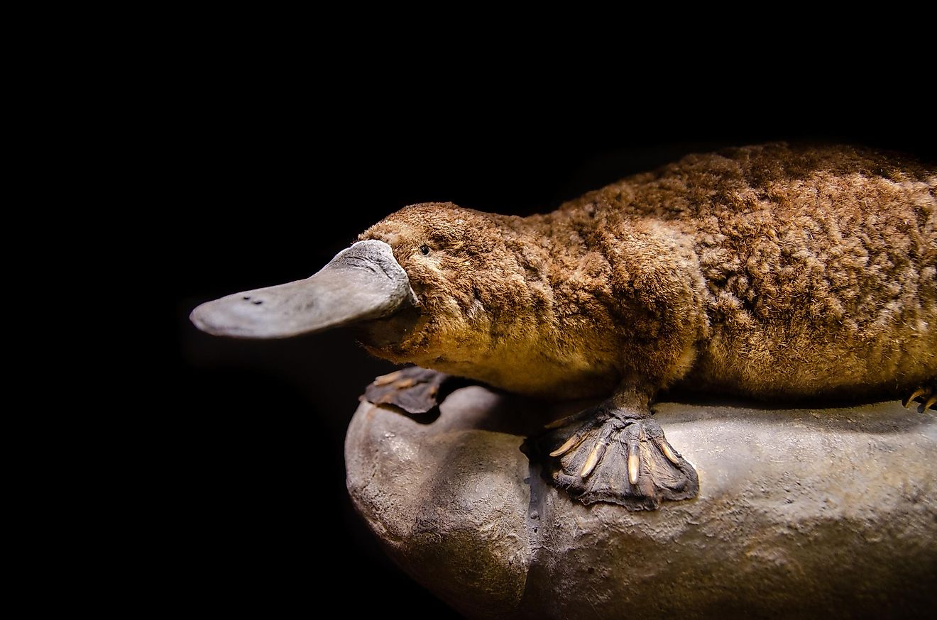 10 Ancient Animals That Still Live Today
