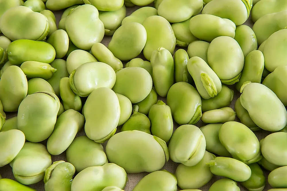 10 Foods That Are Actually Poisonous to Humans - WorldAtlas