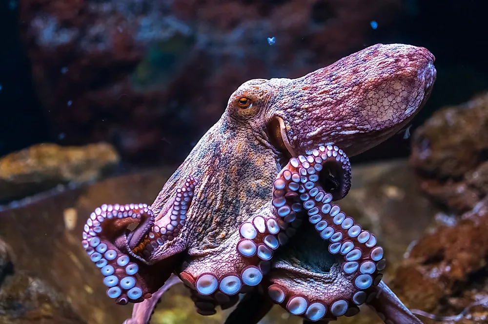 Octopus Facts - Animals of the Ocean - WorldAtlas