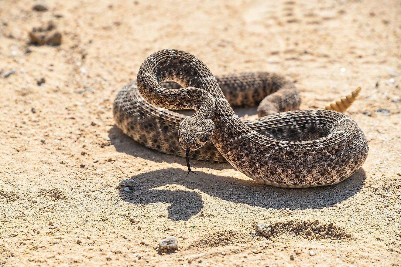 Which State Has More Venomous Snakes: Arkansas or Georgia?