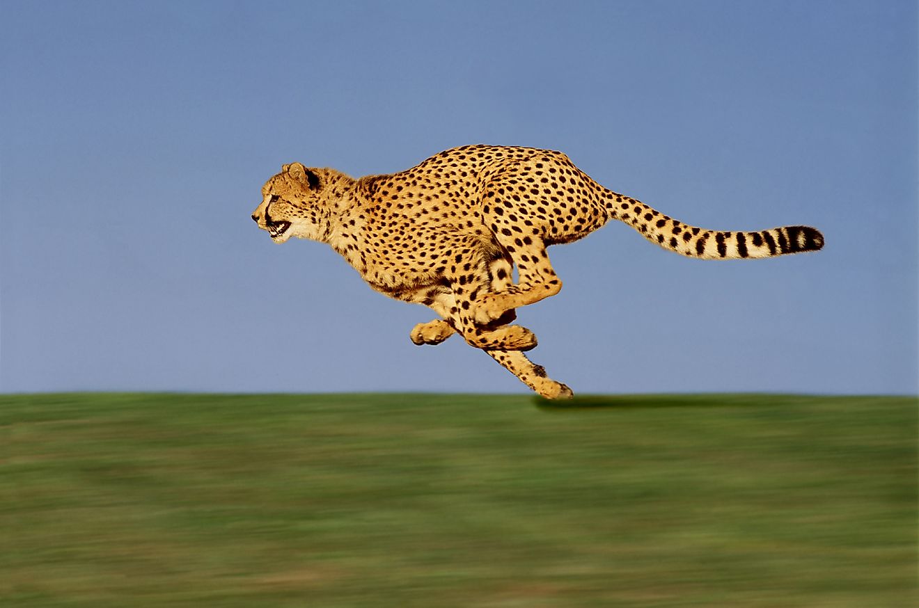 The Cheetah Is Not The World's Fastest Animal