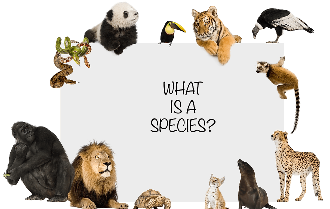 What Is A Species WorldAtlas