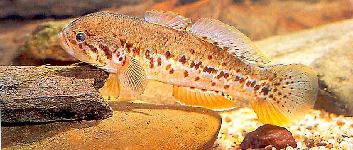 Native Fish Of Papua New Guinea