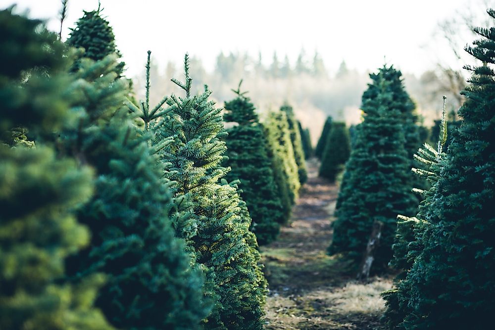 What Type of Trees Make the Best Christmas Trees? - WorldAtlas