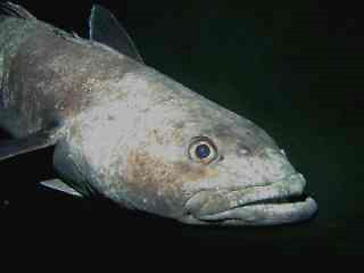 Native Fish Of Antarctica